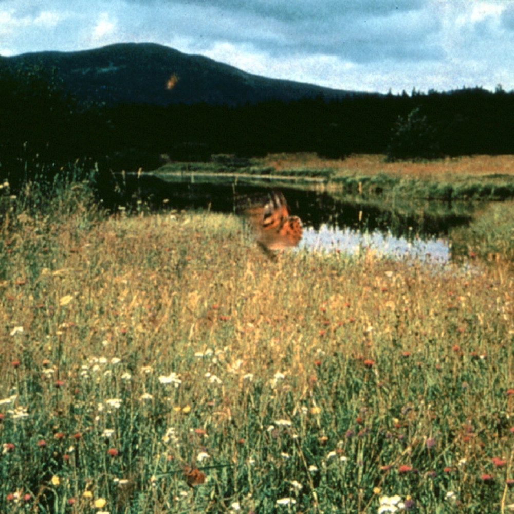 Stephen Murphy | The Showroom