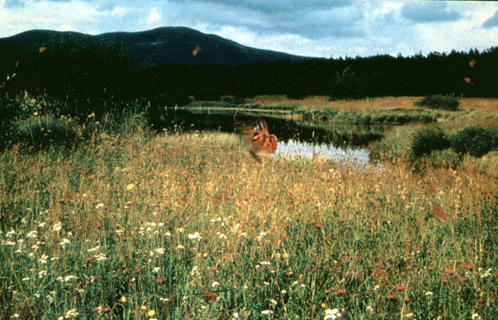 Stephen Murphy | The Showroom