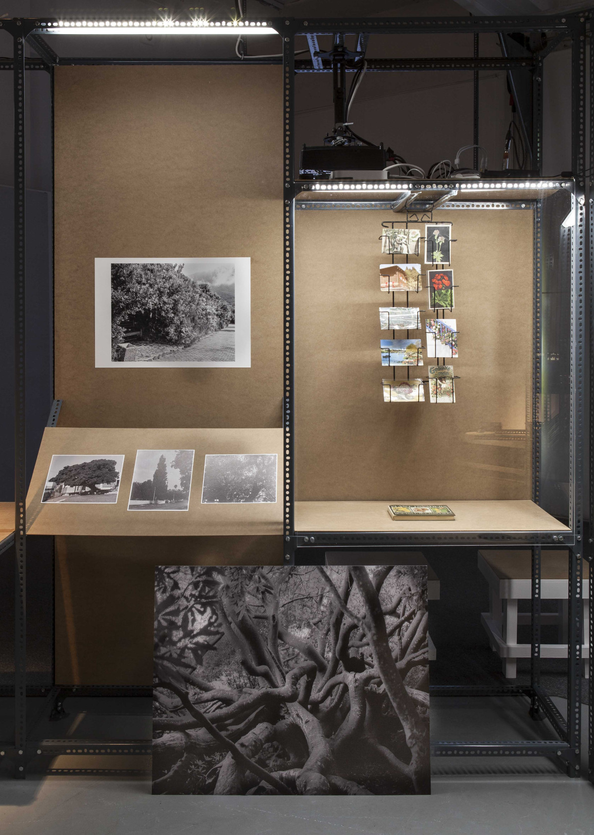 Uriel Orlow: Mafavuke’s Trial and Other Plant Stories | The Showroom