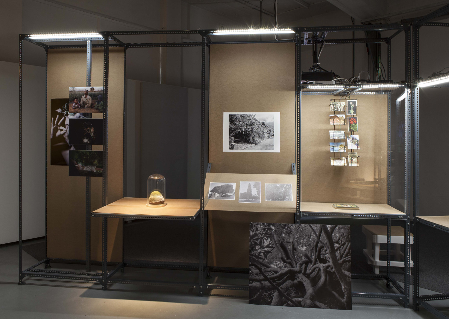 Uriel Orlow: Mafavuke’s Trial and Other Plant Stories | The Showroom